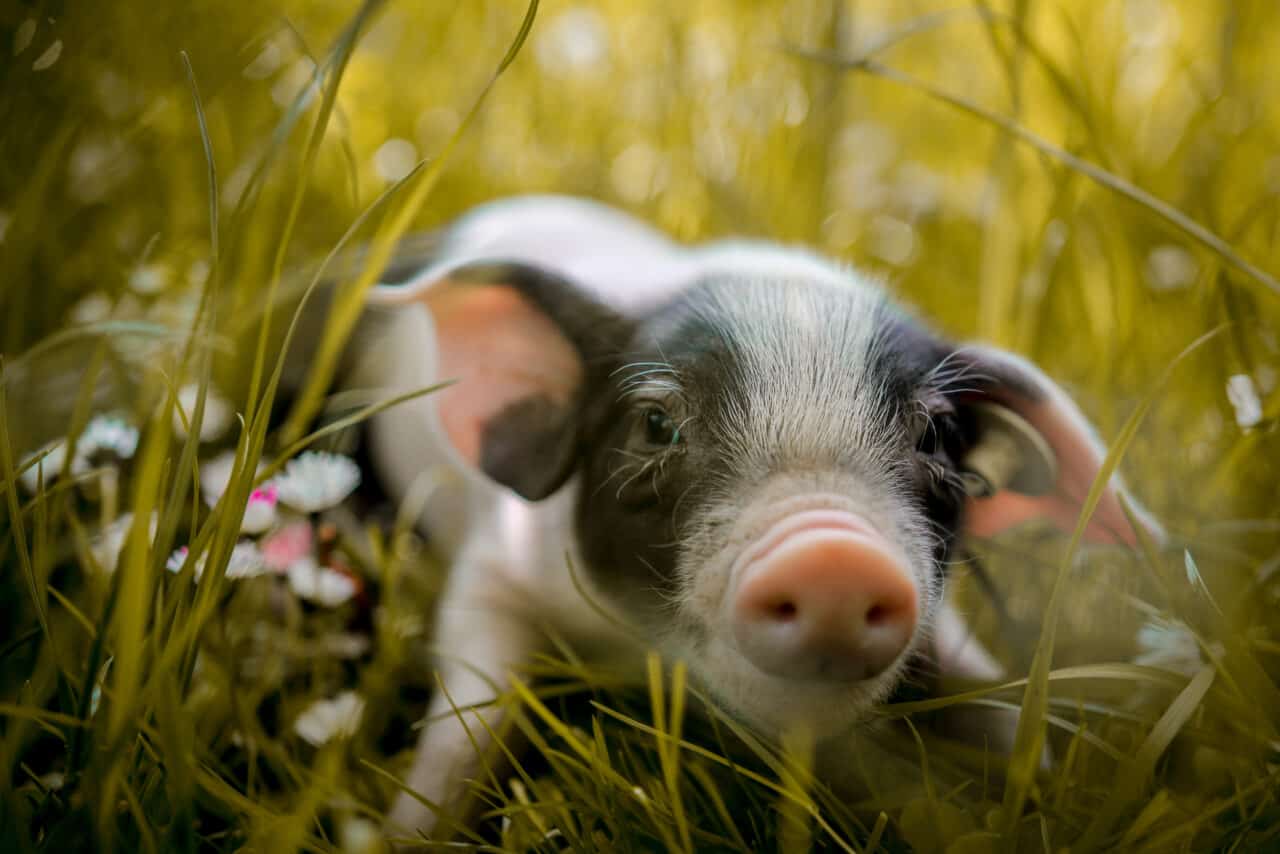 Rind und Schwein - Sibbershusum.de
