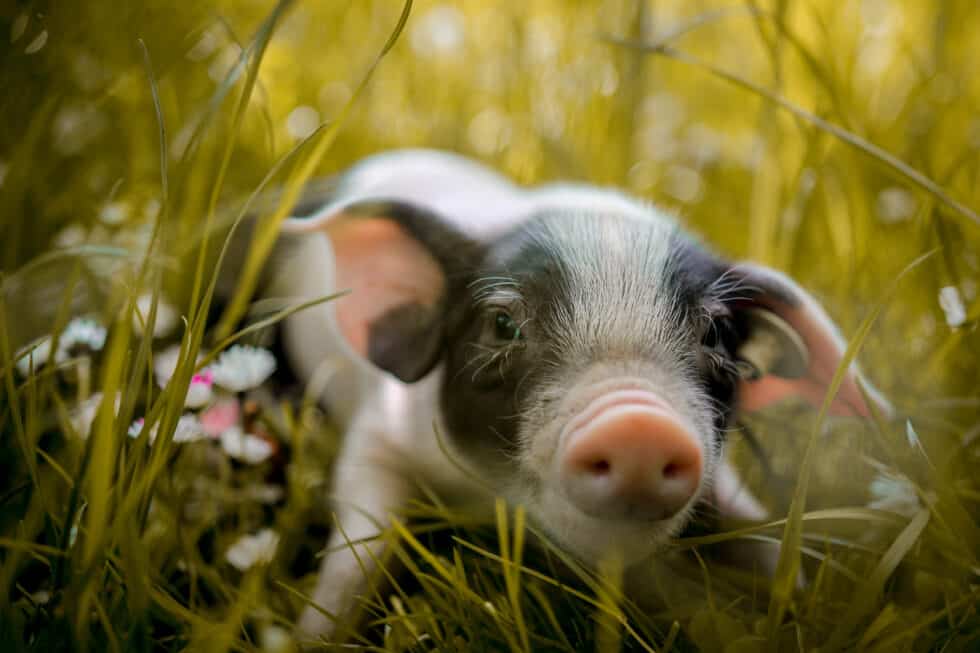 Rind und Schwein - Sibbershusum.de